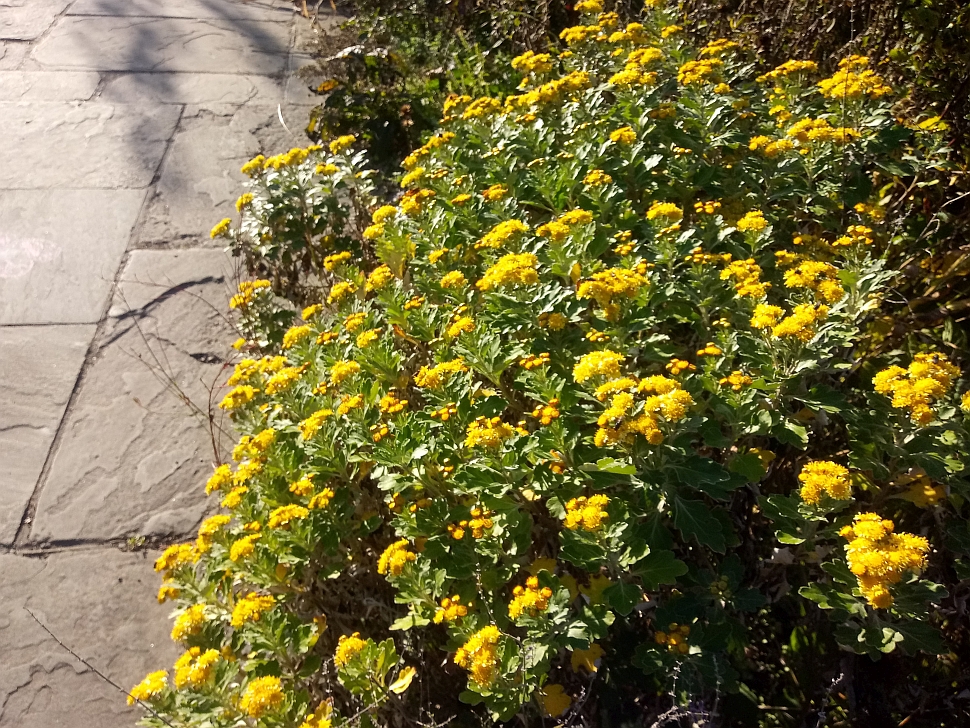 Future Plants by Randy Stewart: Ajania