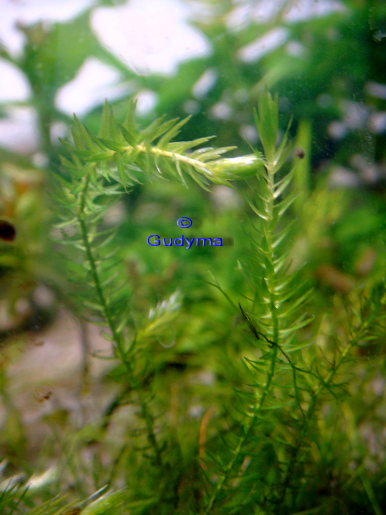 Всё об аквариумных растениях, статьи, фото, продажа: Передний план и ...