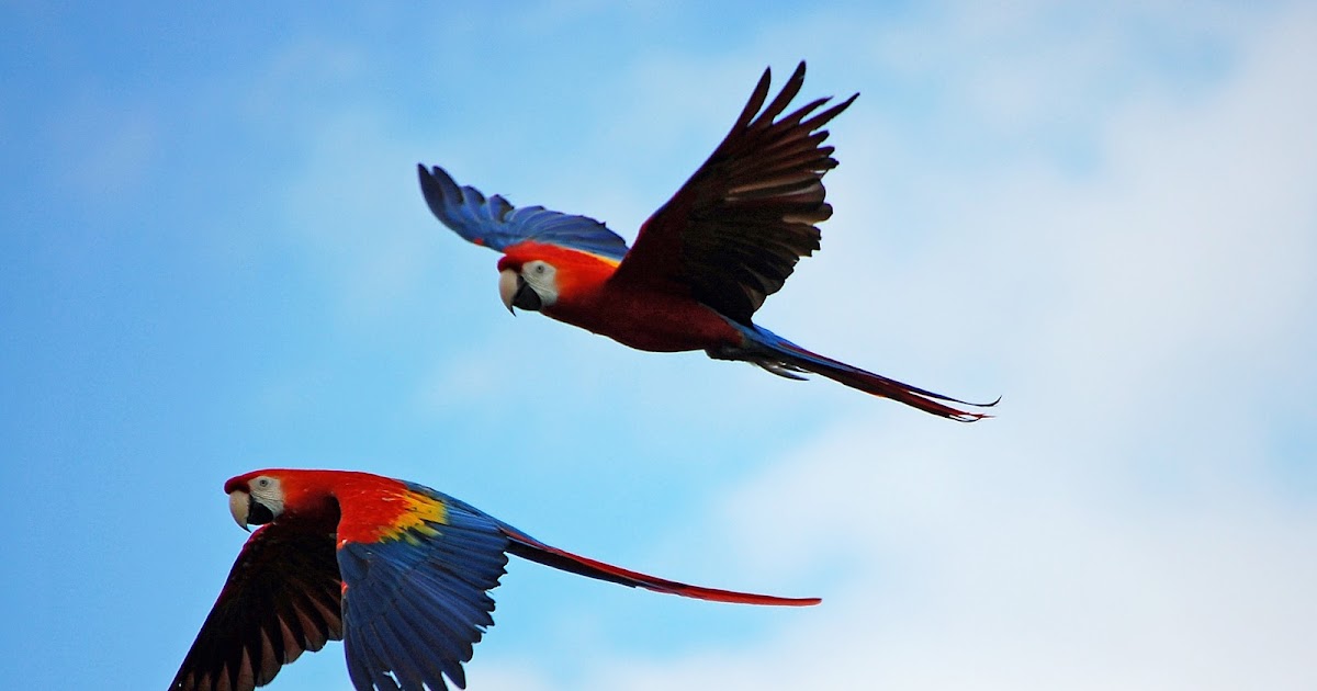 HD PAIR PARROT WALLPAPER
