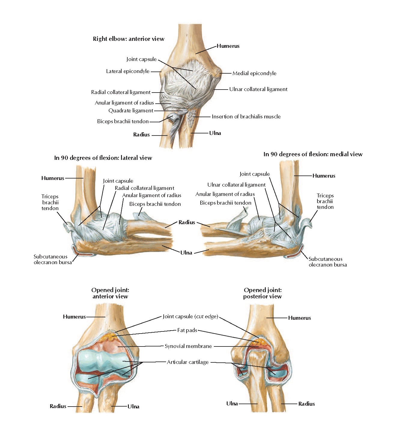 Ligaments of Elbow Anatomy - pediagenosis
