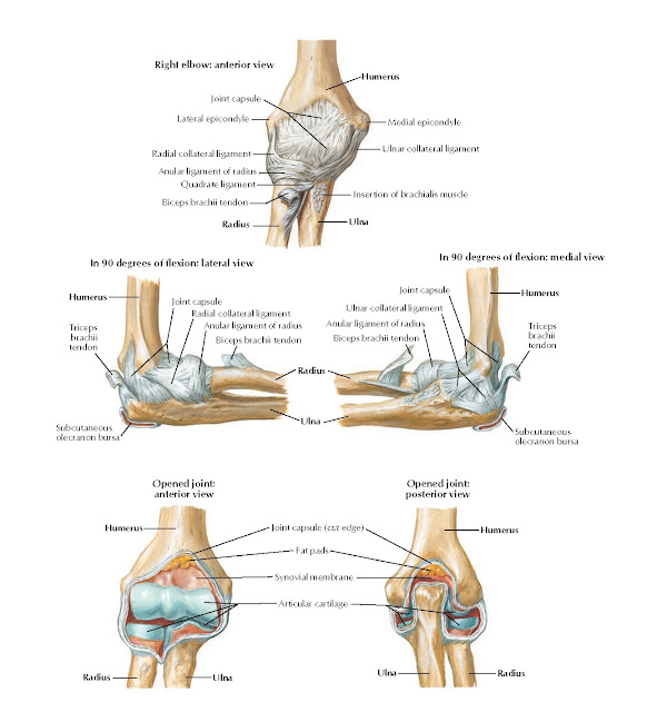 Ligaments of Elbow Anatomy - pediagenosis