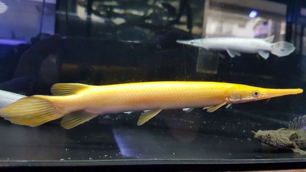 Jenis Jenis Ikan Aligator