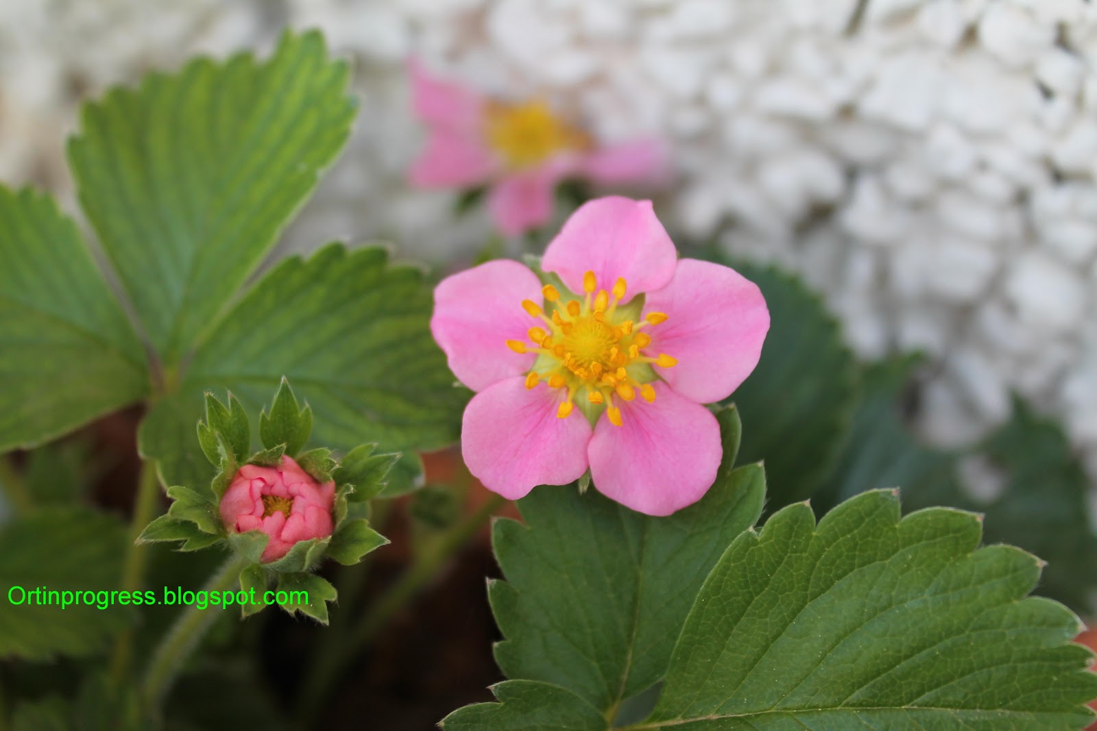 Orti in progress: Una piccola collezione di fragole