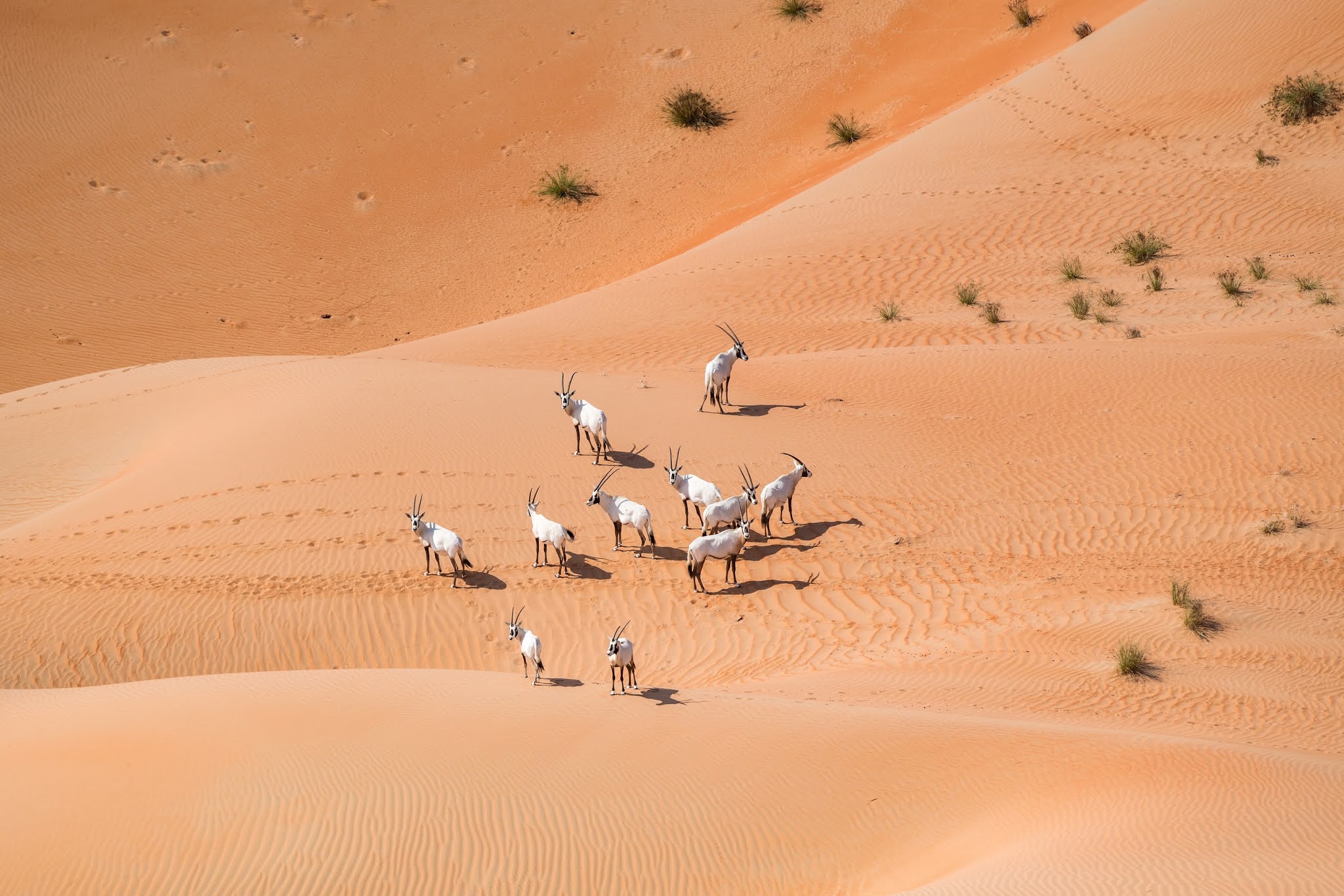 Arabian Oryx Herd Successfully Reaches 946 Heads In Abu Dhabi EAD arabian-oryx-herd-successfully-reaches-946-heads-in-abu-dhabi-ead