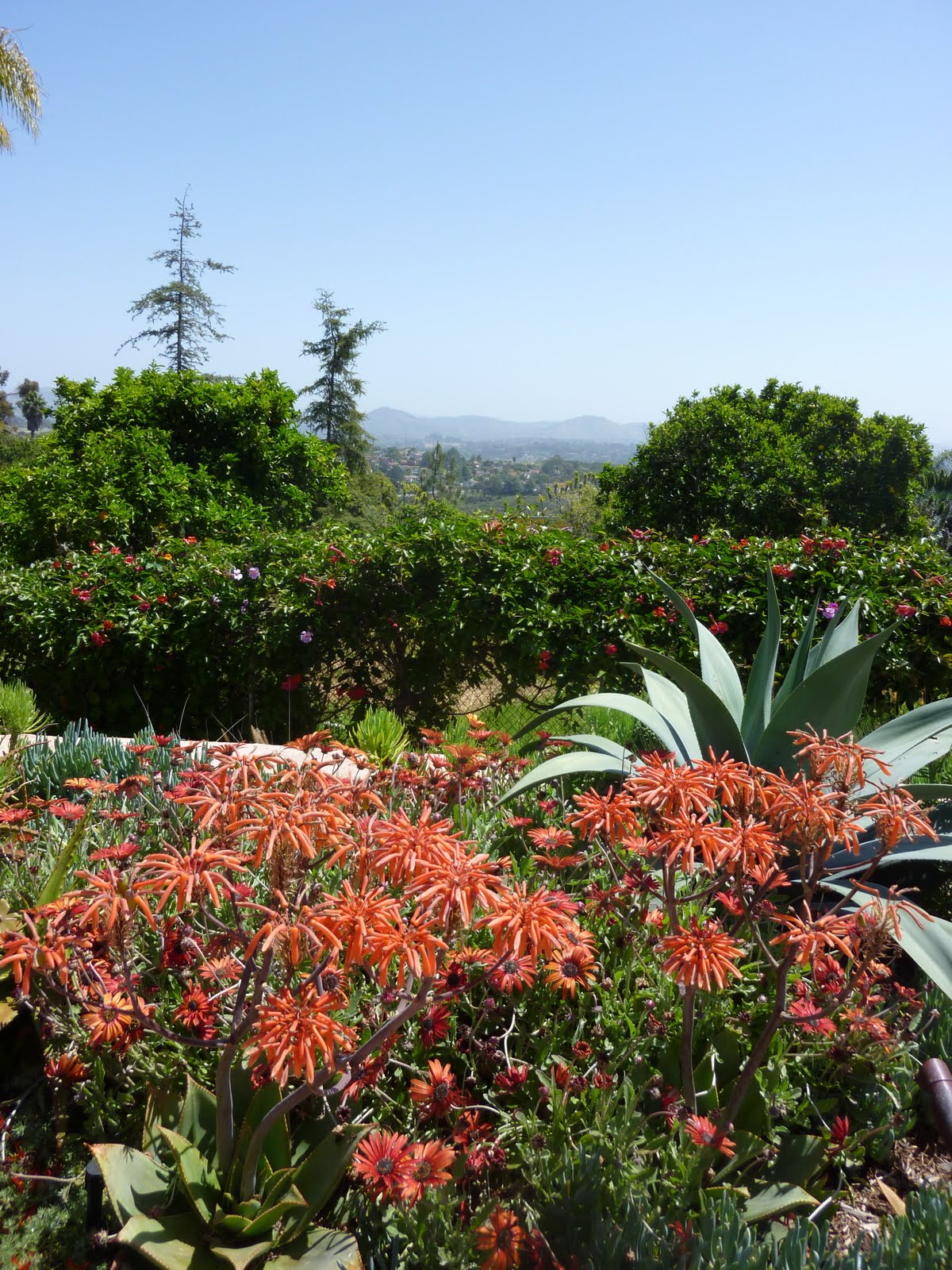 A Place to Share: Welcome to the Encinitas Garden Tour on Crest Drive