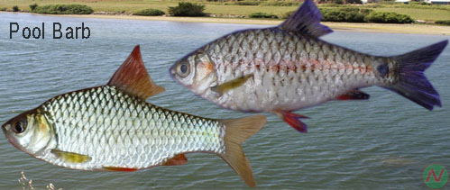 Fish Names & Pictures | Fish Vocabulary | Necessary Vocabulary ...