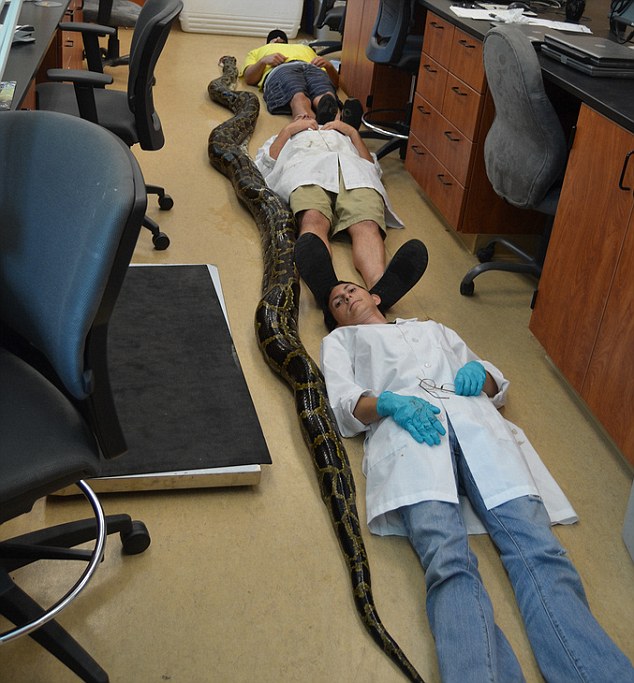 Record-breaking 128lb Python that measures 18ft and 8in long is ... Record-breaking 128lb Python that measures 18ft and 8in long is ...