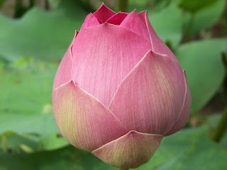 Mengenal Sejarah dan Jenis Teratai di Dunia | Article of the day