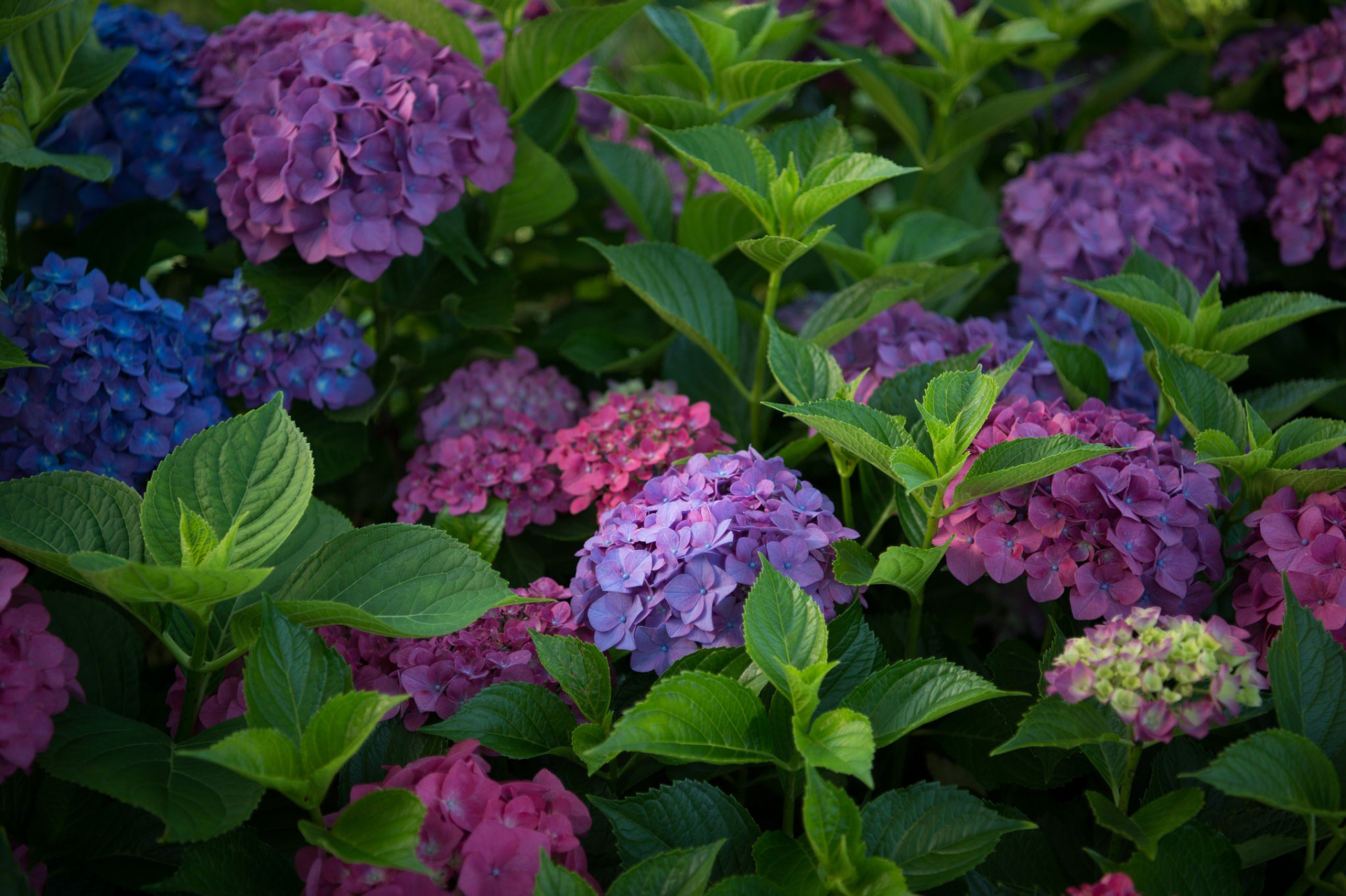 Curious Chemistry Behind Hydrangea Colors!