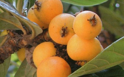 Kako Liječiti: Nešpula