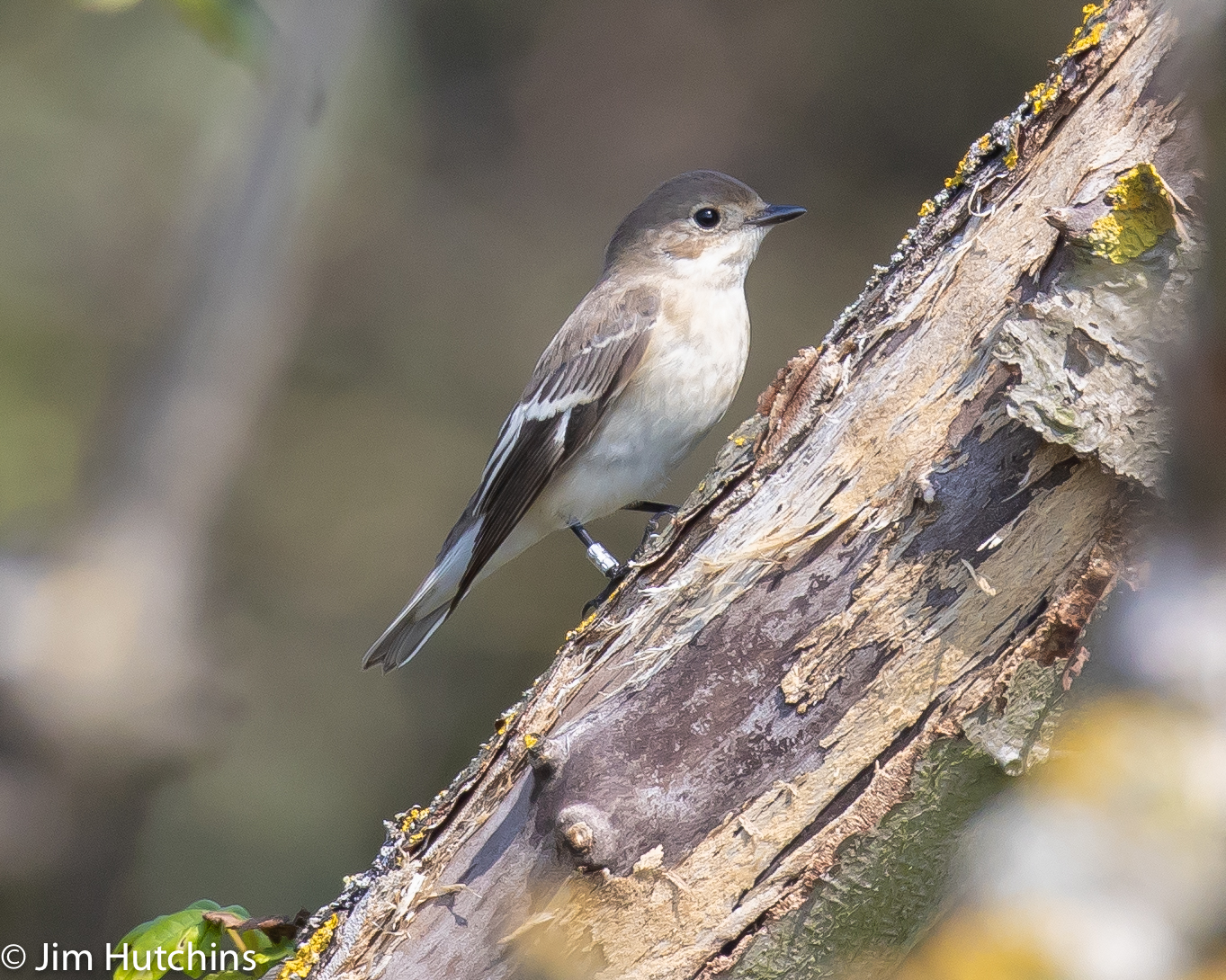 Getting totally collared at Spurn – one incredible day, 3 life ticks!