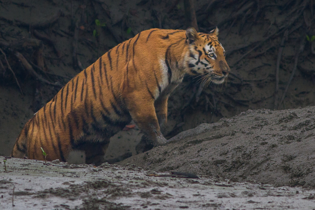 Indian Sundarban: An in-depth understanding: Epic tiger sighting at ...