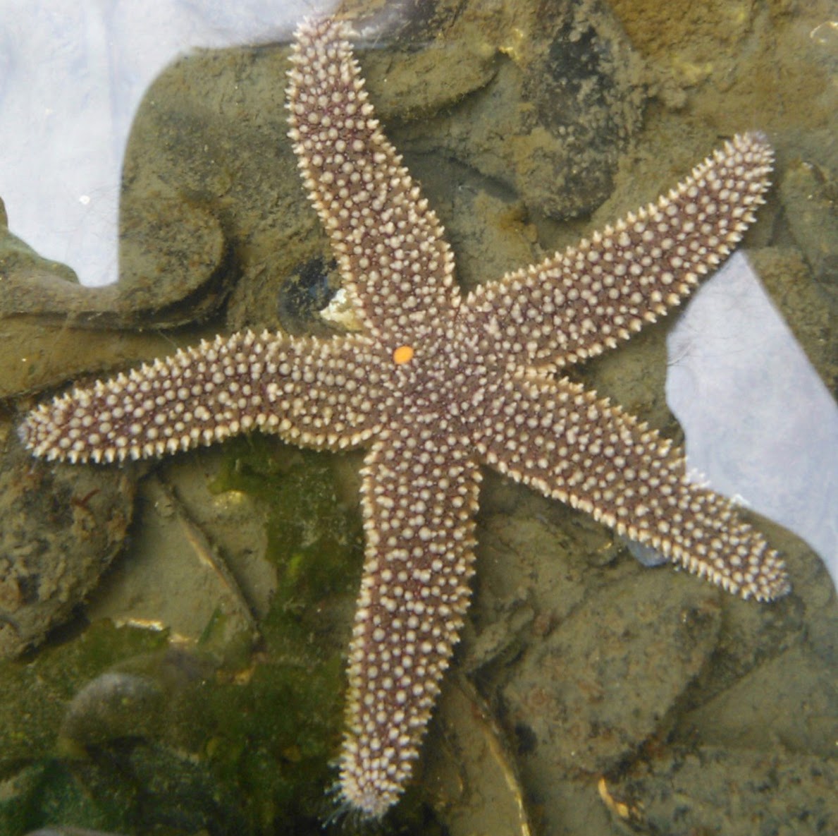 Urban Naturalists at Roger Williams Middle School: Taxonomy ...