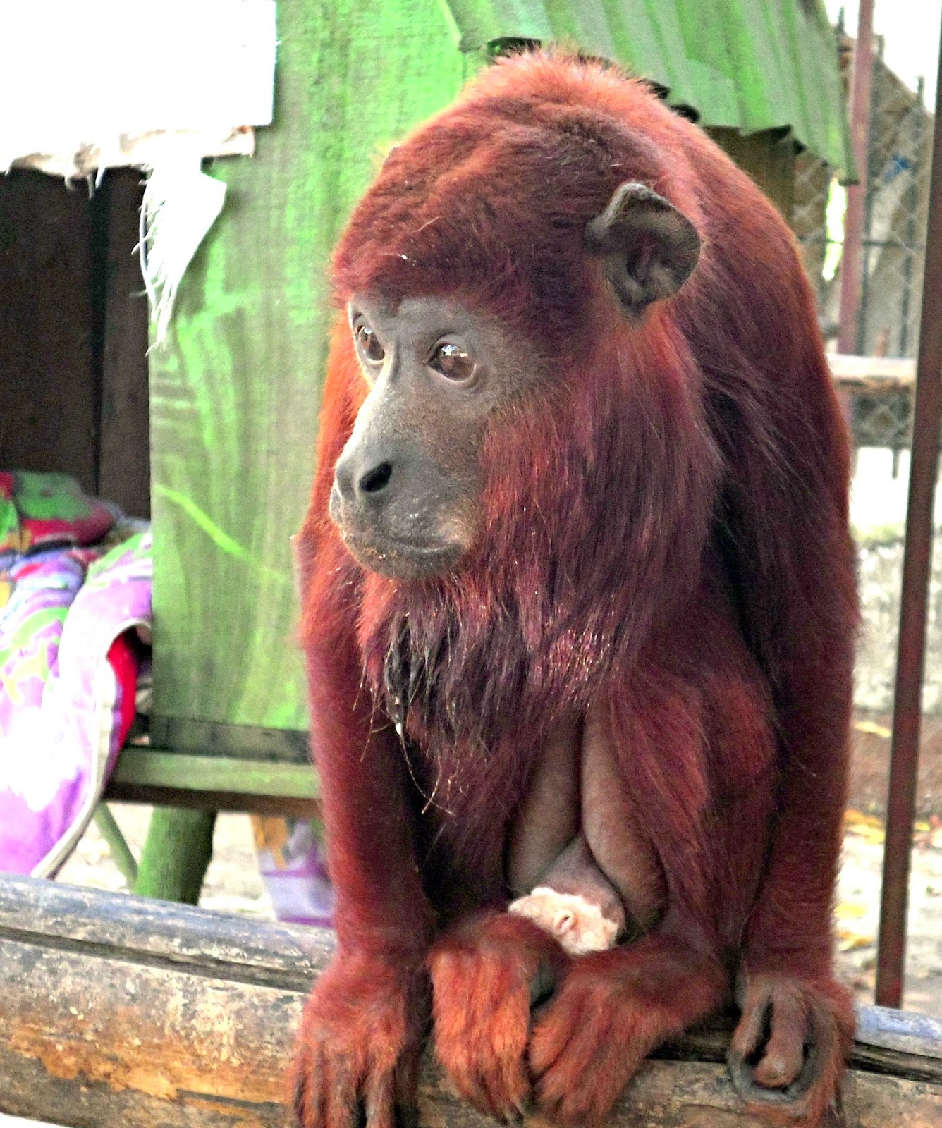 Howler Monkey Rescue. Forget-me-not.: If you are tempted to buy that ...