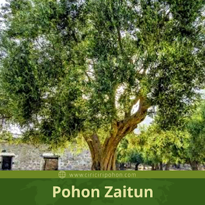 Pohon Zaitun Ternyata Bisa Tumbuh di Indonesia - Ciriciripohon.com