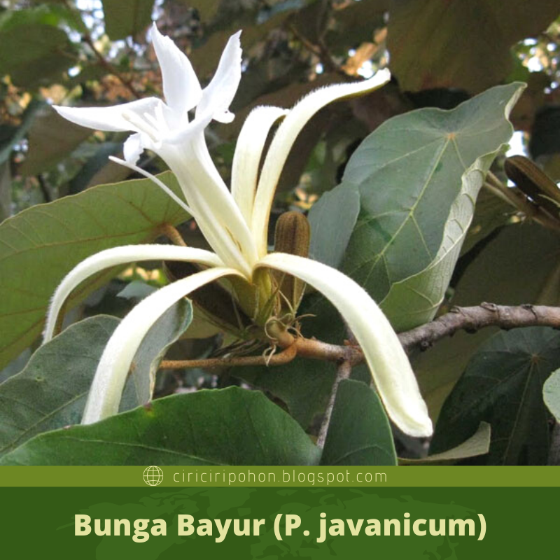 Ciri Ciri Pohon Bayur (Pterospermum javanicum) Di Alam Liar ...