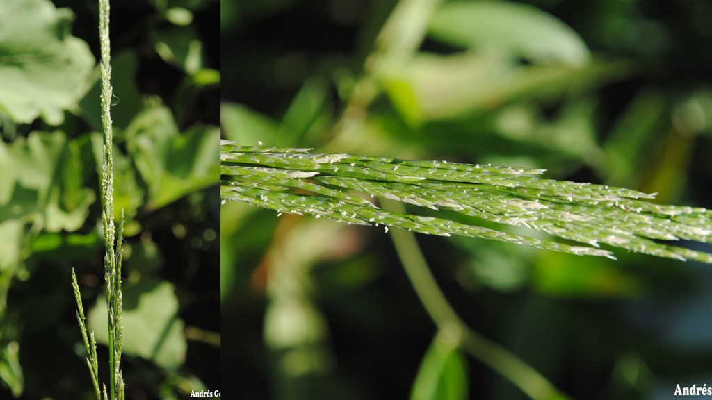 FOTOS DE FLORA NATIVA Y ADVENTICIAS DE URUGUAY : Glyceria multiflora ...