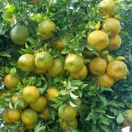 KANUNI BORA ZA KILIMO CHA MACHUNGWA - KILIMO BORA