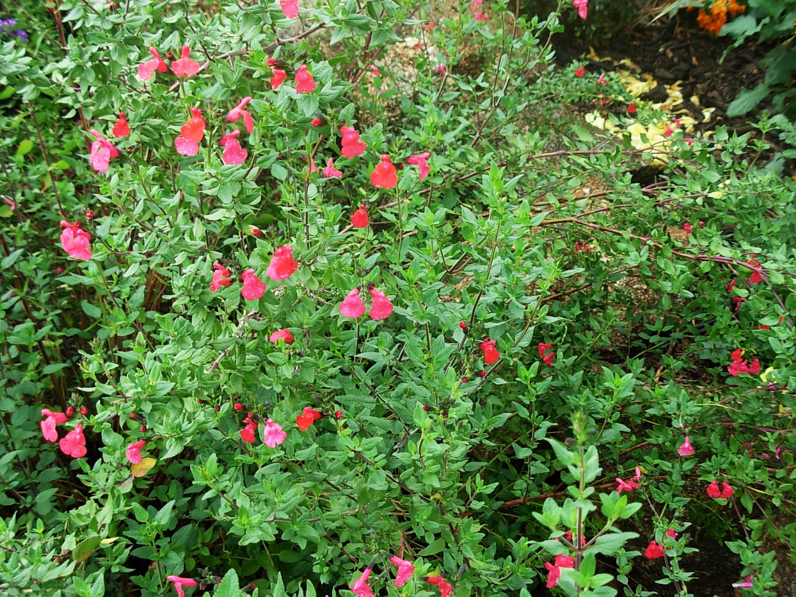 PlazaNavaluenga: (Primer dia de) octubre en el jardín: Salvia microphylla