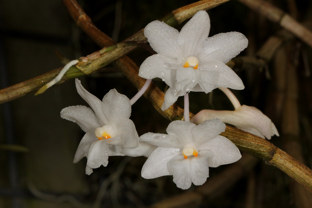 Dendrobium foxii care and culture | Travaldo's blog
