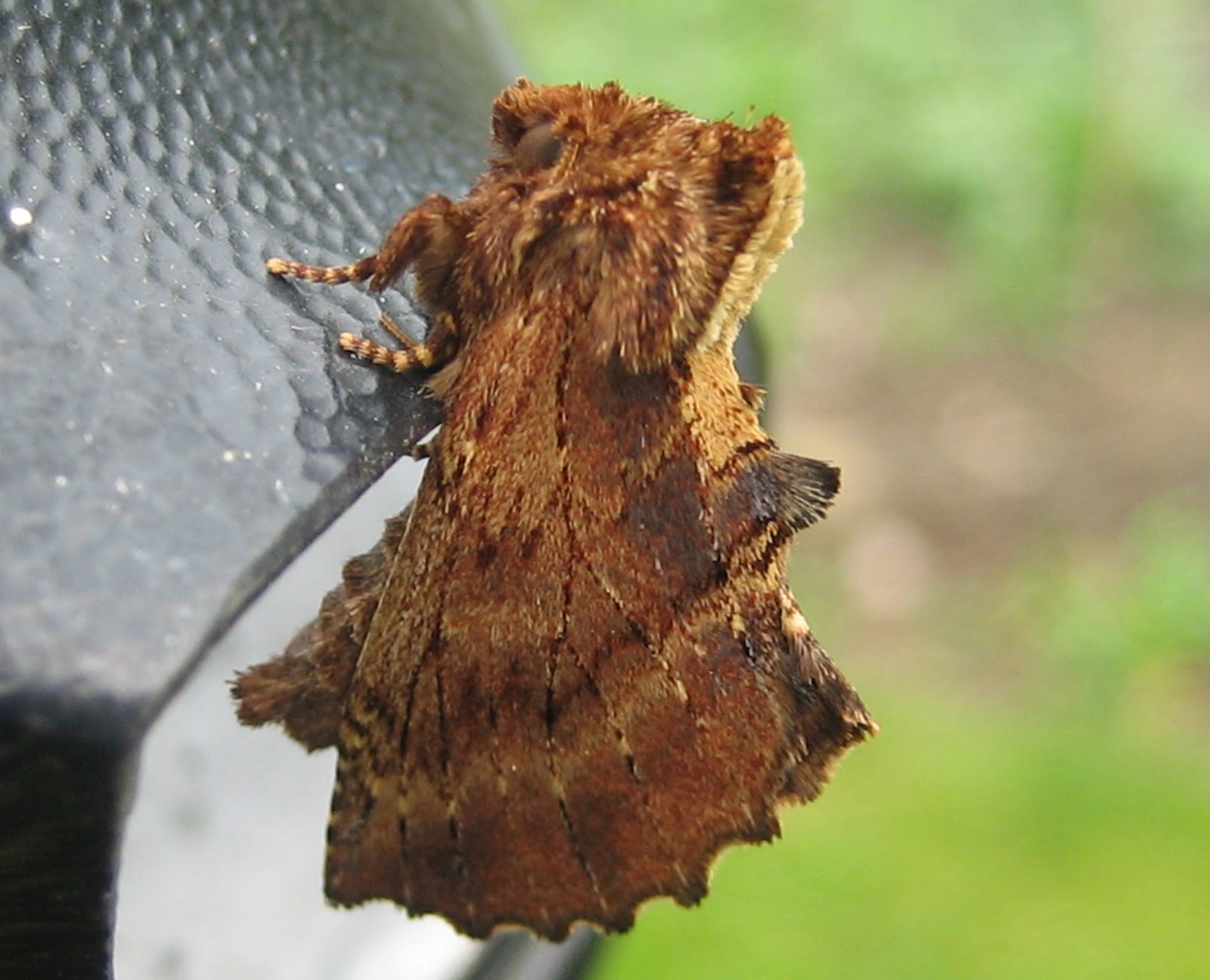 Martin's Moths: Teddy boy