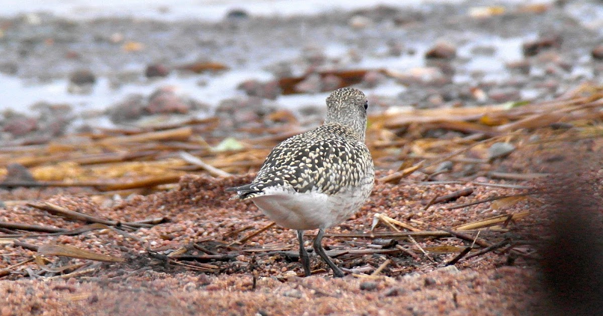 Samin luontokuvia nature photos: TUNNISTA LINTU 3 Identify the bird