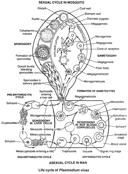 Life Cycle of Plasmodium vivax (Malarial Parasite) - Reference Notes