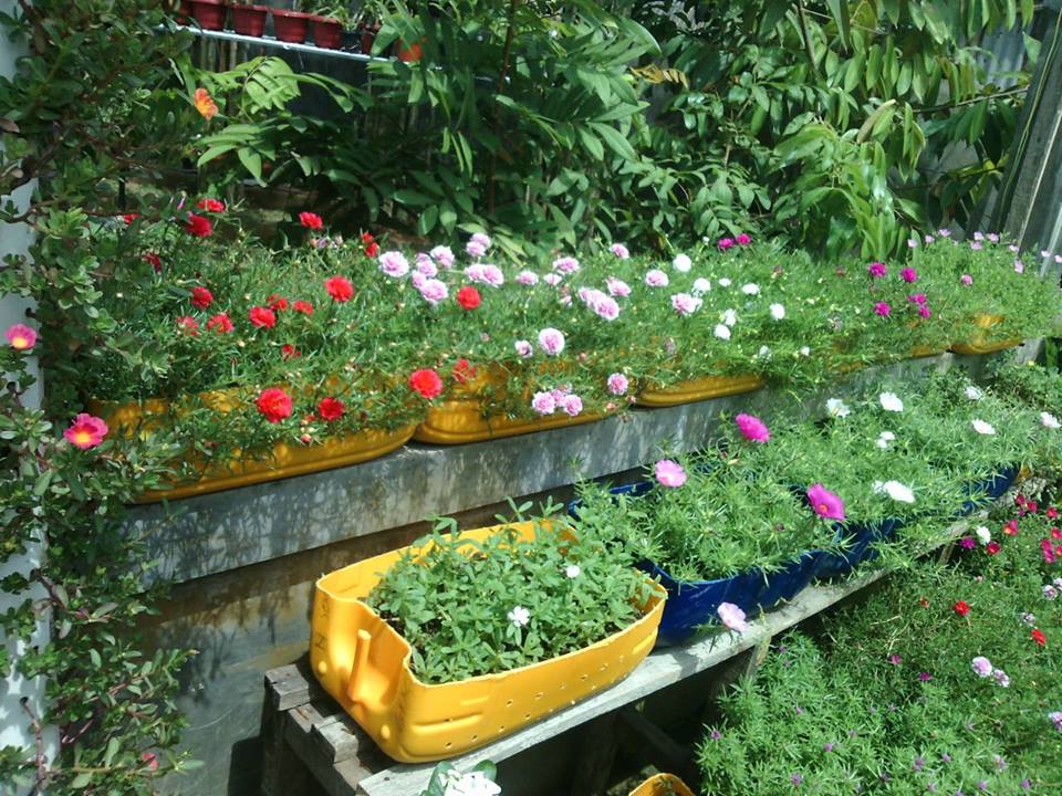 Rumah Bunga Neisha: (DIY) Membuat Pot Bunga dari Jeriken Bekas