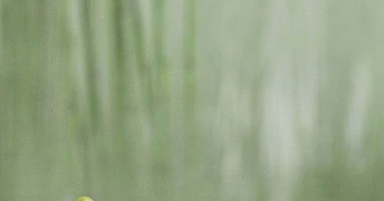 BuzzinBumble: How to Hypnotize a Frog, a Tutorial - LOL (Plus ...