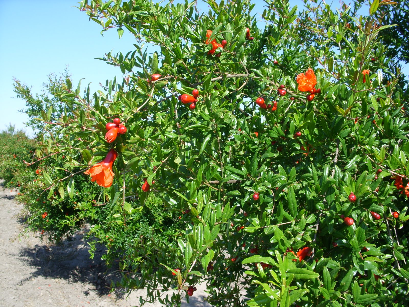 High Water Brewing: Pomegranate Season Looks Great