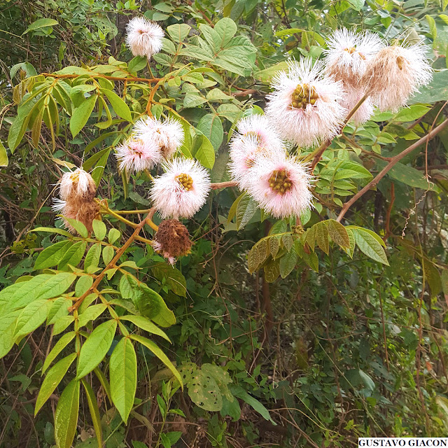 Viveiro Ciprest - Plantas Nativas e Exóticas: Ingá Cabeludo Anão de ...