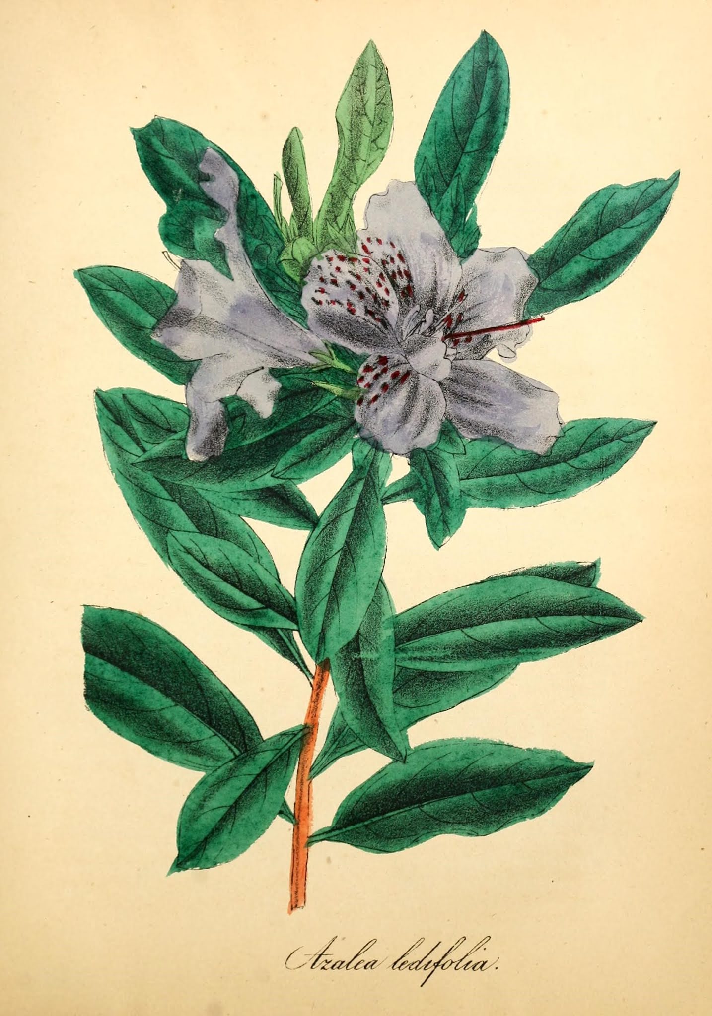 The American flora or history of plants and wild flowers New York 1855