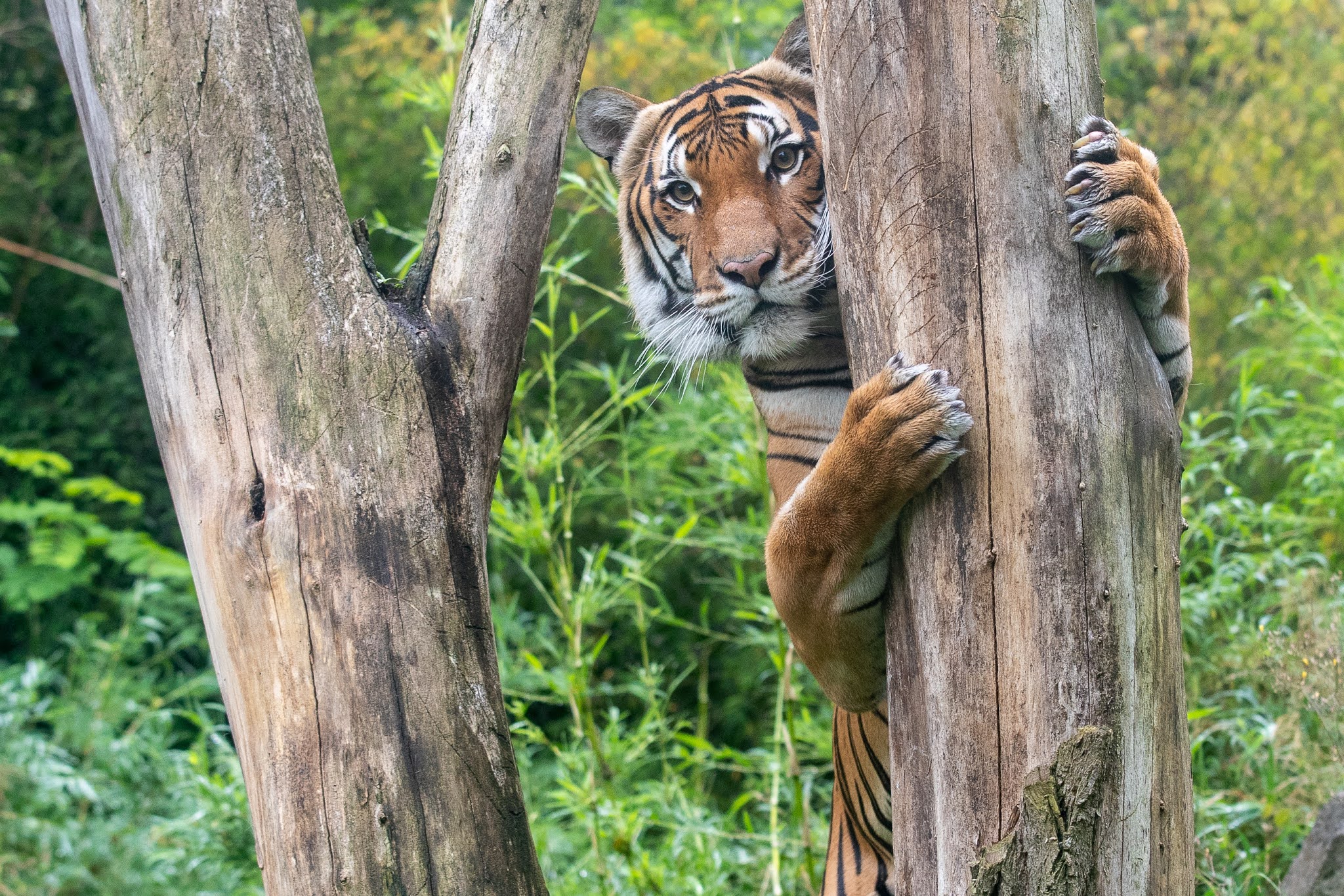 Amazing Azul—the zoo's first female Malayan tiger makes her debut!
