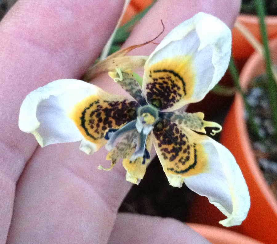 Growing Cool Plants: Moraea MM 11-33