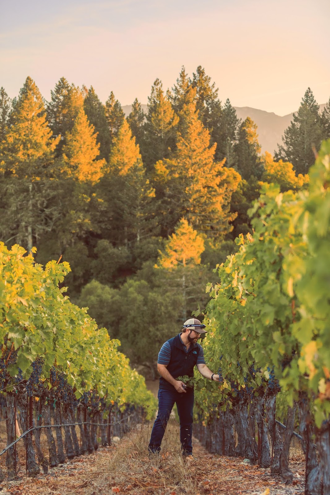 The Wine Write: Spending Time With Bobby Moy of Chiron Wines