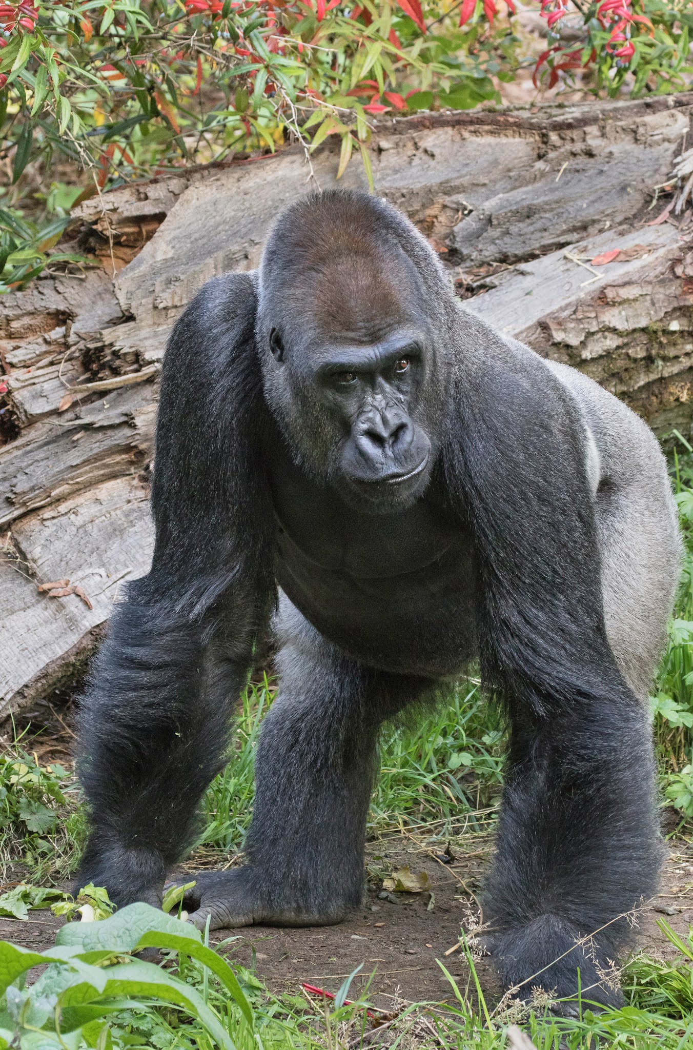Baby Silverback Gorilla