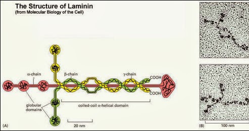 Laminine Benefits: Laminine Health Benefits