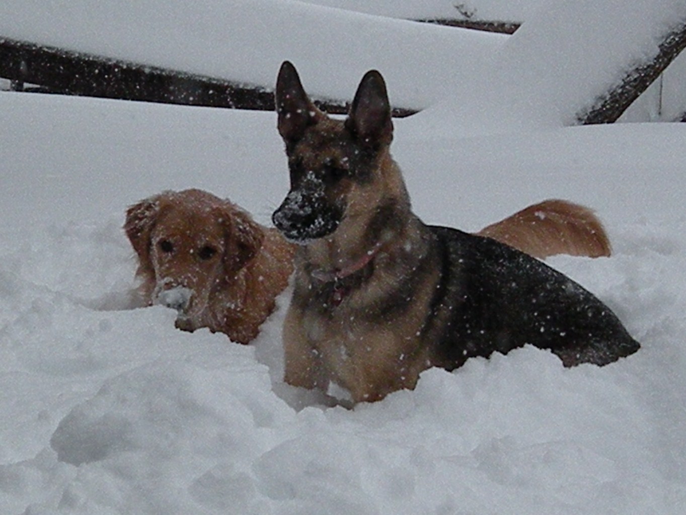 Critter Sitter's Blog: 2011