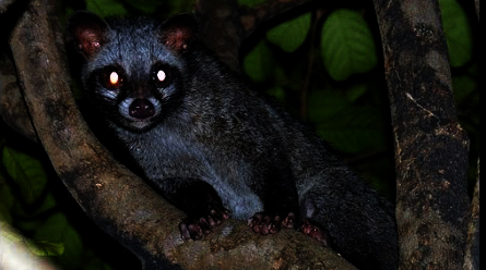 Hewan Ini Mampu Mengeluarkan Suara Layaknya Kuntilanak | sragen