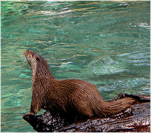 FOTO NATURA HUESCA 2: LUTRINOS lutrinae Charles Lucien Jules Laurent ...