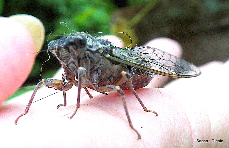 Un jour....Une photo !: Cigale