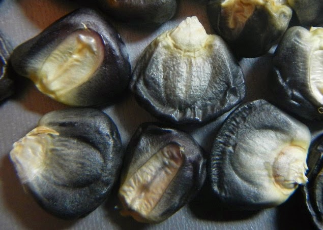 Nature Abhors a Garden: Pueblo Corn