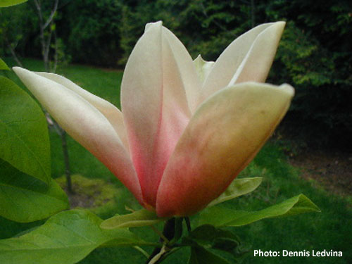 WORLD OF MAGNOLIAS: Magnolia "Peaches'n'Cream"