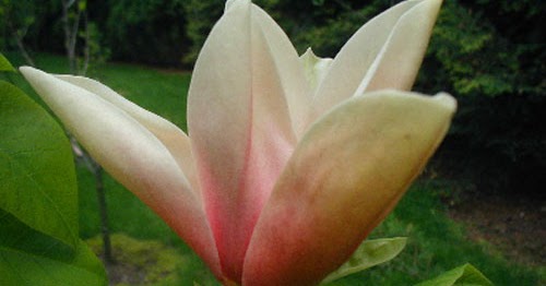 WORLD OF MAGNOLIAS: Magnolia "Peaches'n'Cream"