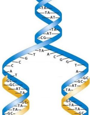 DNA dalam inti mempunyai kemampuan bereplikasi dan menghasilkan DNA ...
