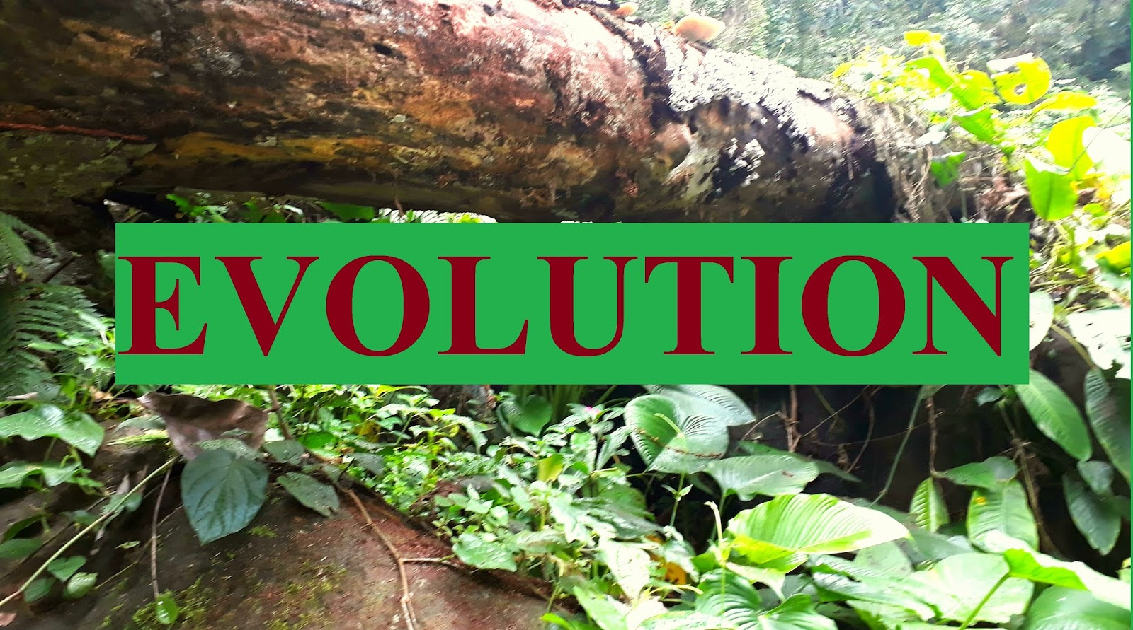 Evolution: the core of Biology
