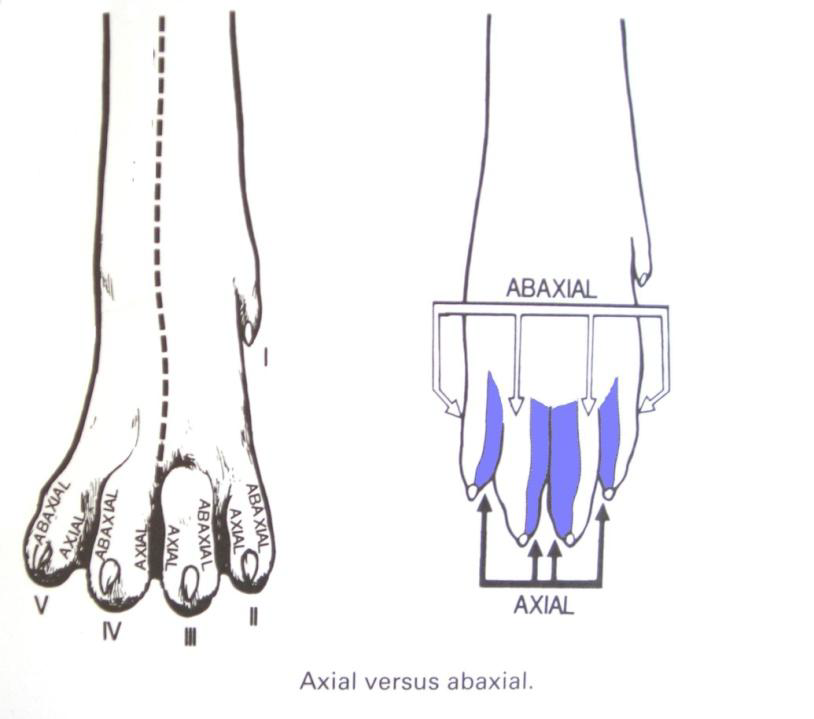 Reino Animal : Planos y términos de posición y dirección.