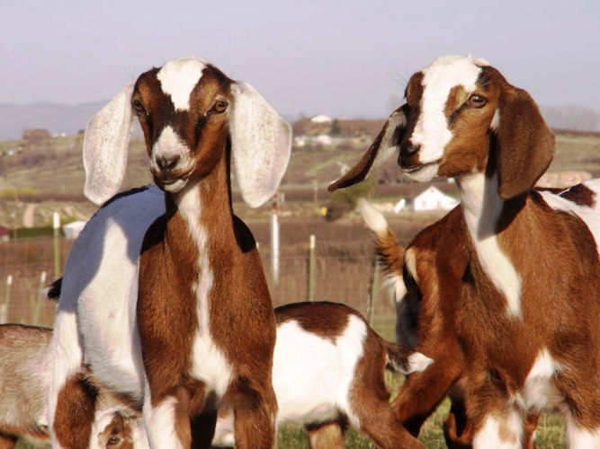 Cara Beternak: Mengenal Kambing Nubian, Kambing Perah dari Afrika