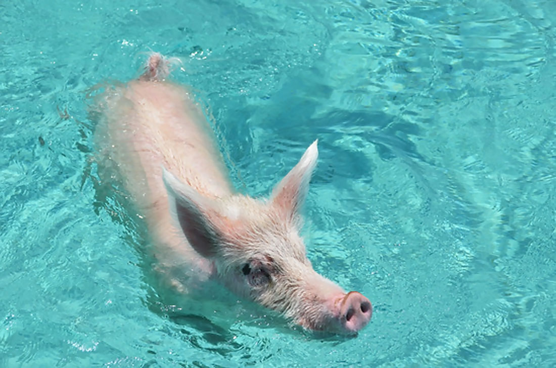 Heliocol West Blog: Is Your Swimming Pool an Energy Hog?
