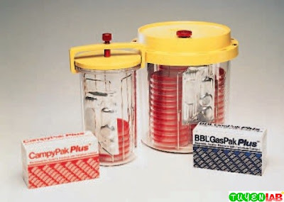 [Microbiology] Atlas of Anaerobes of Clinical Importance | Free Medical ...